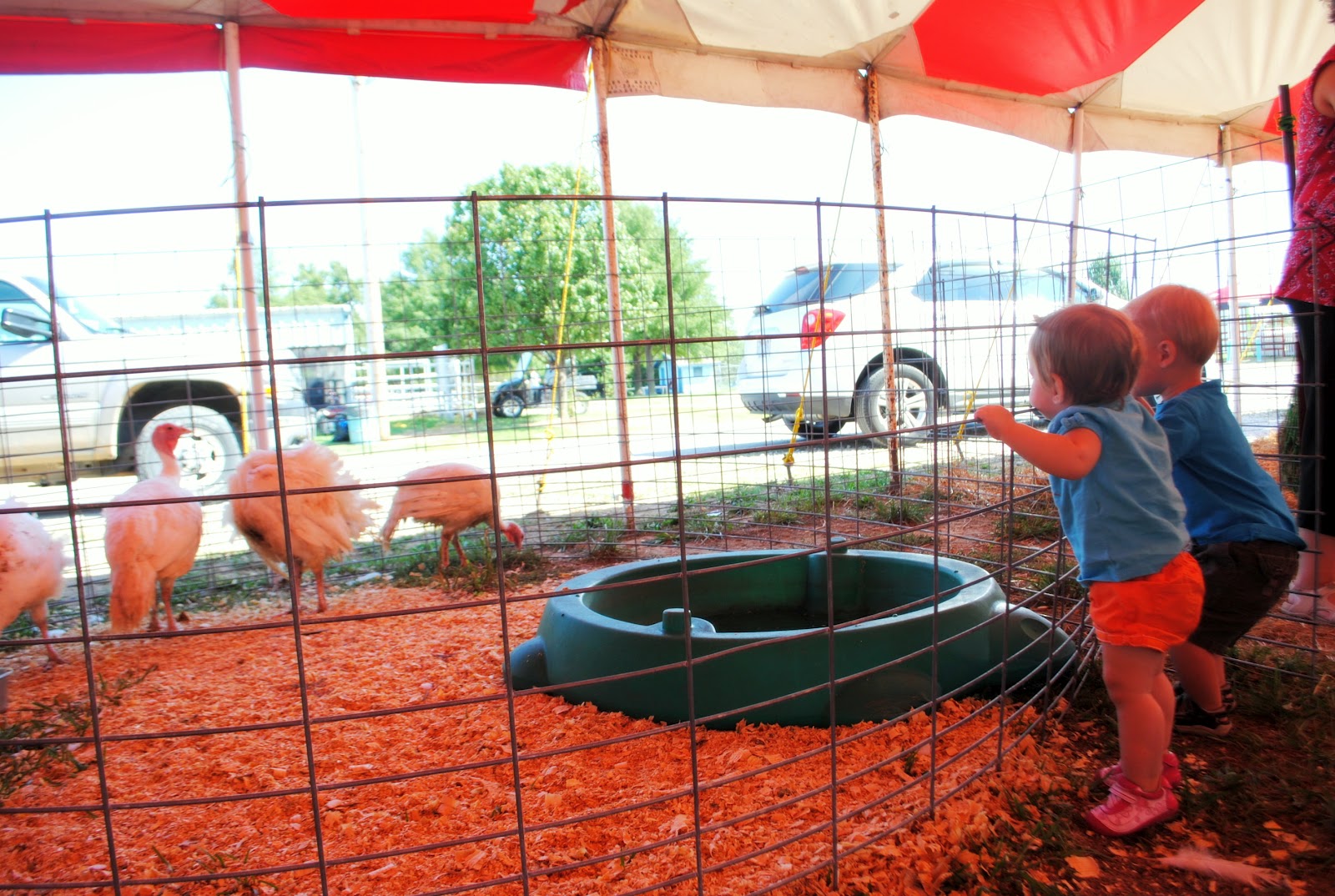 The Rosy Life: Fair Field Trip