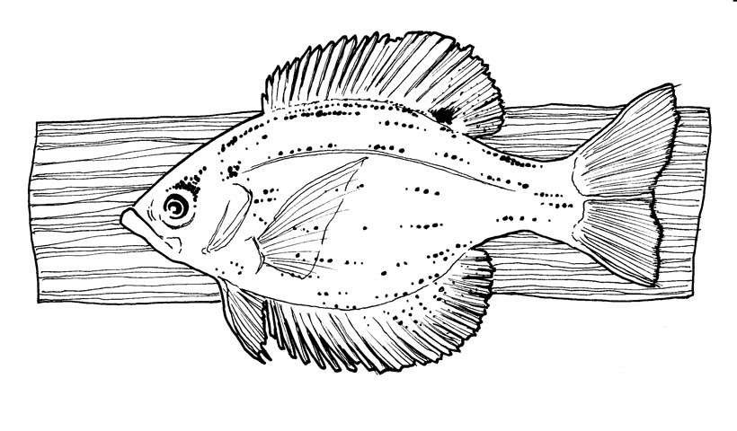 Tattooed Sky: Flier Fish Sketch