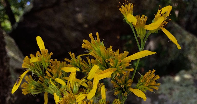 Earth and Space News: Yellow Crownbeard: Late Summer Bright Yellow of ...