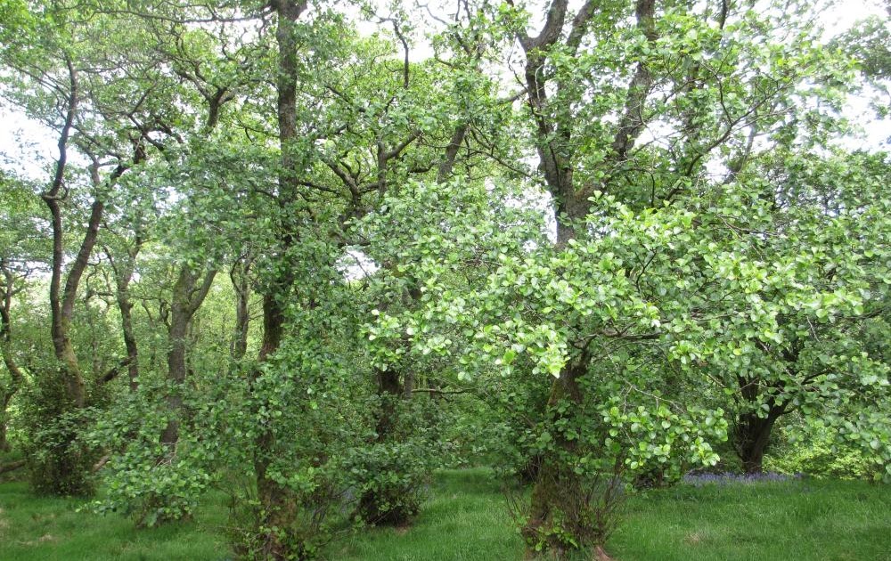 Oxford Trees for The Future