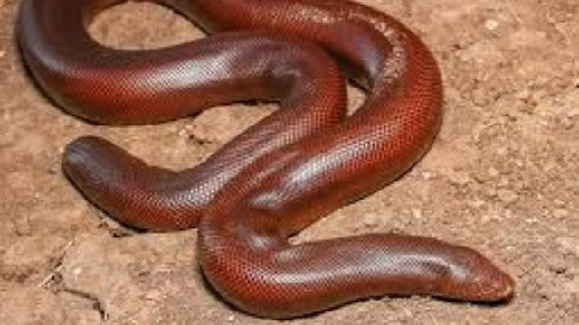 दो मुंह वाला सांप 25 करोड़ का क्यों बिकता है? Do Muh Wala Saap