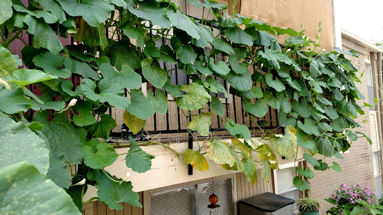 Yosef's Blog: Hydroponic Cucuzza