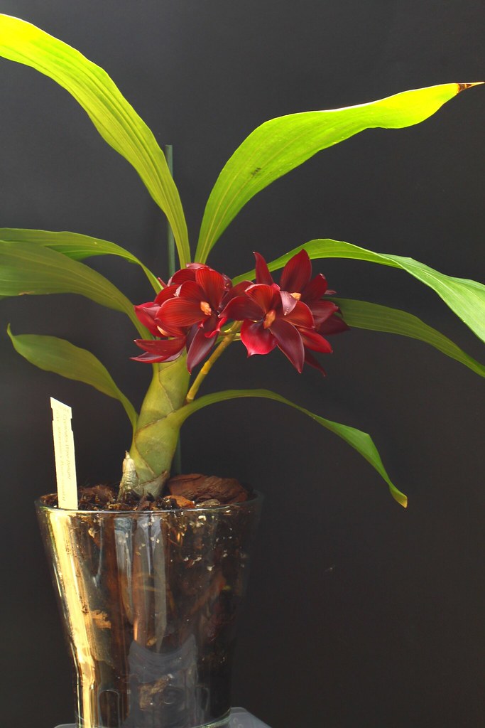 Cycnodes Wine Delight orchid care and culture | Travaldo's blog