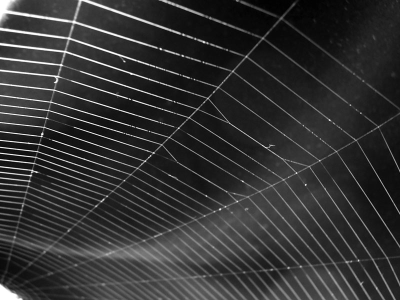 Ghulf Genes: The Strength of Spider Silk