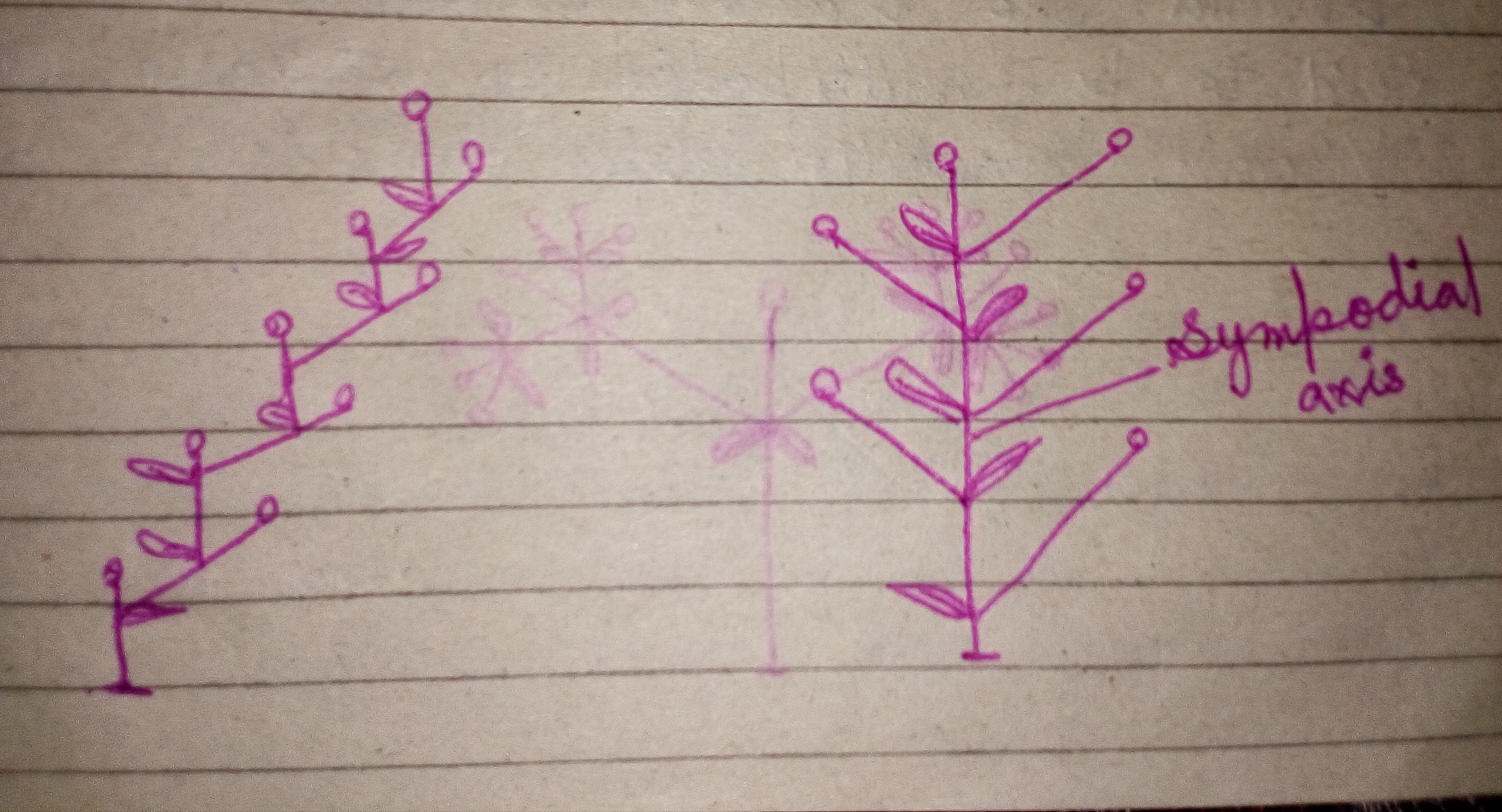 Biology Topics: Branching pattern : Monopodial and sympodial growth