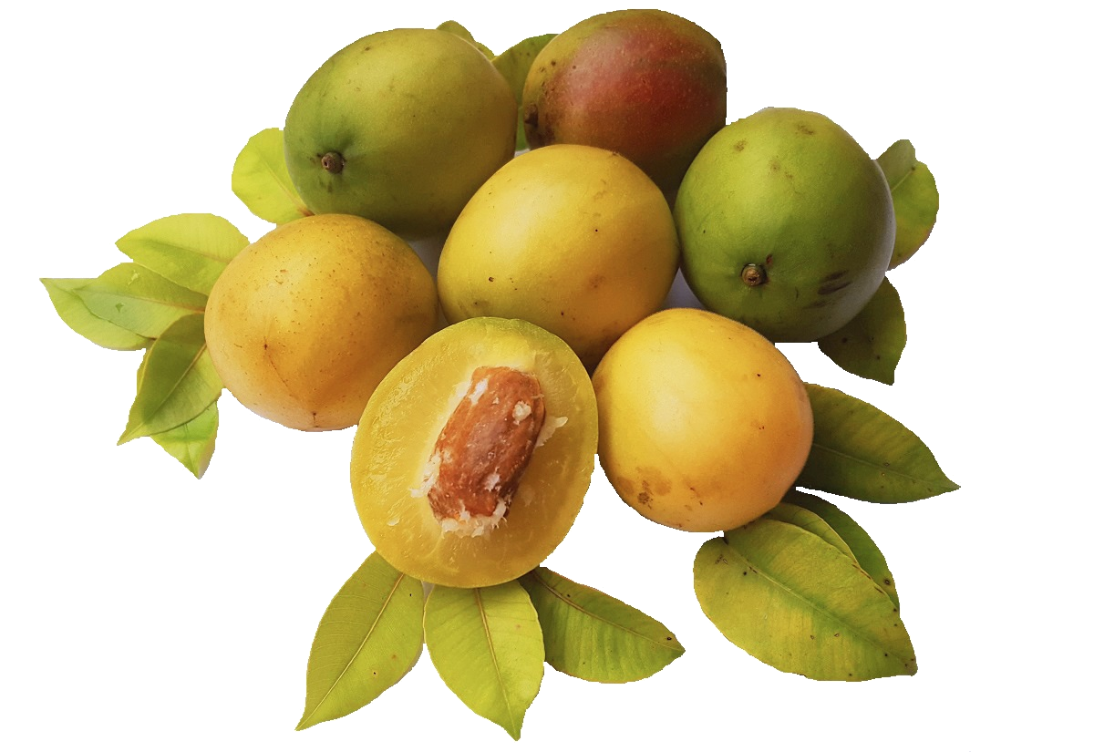 Umbu/Imbu | Spondias tuberosa