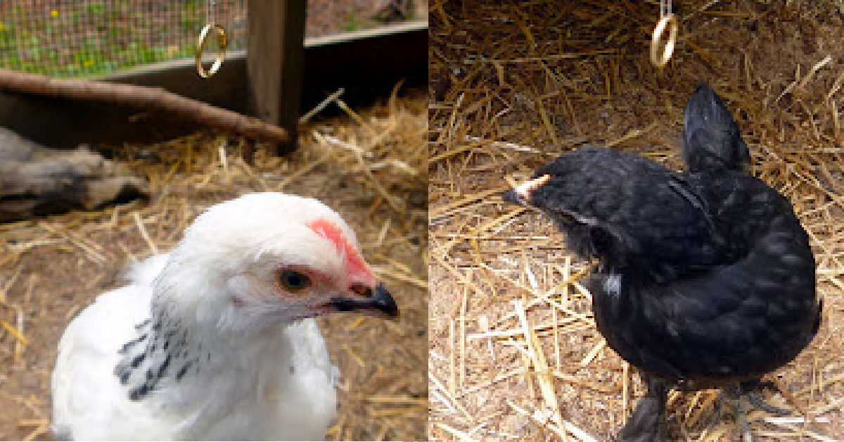 Mounths Old Baby Roosters