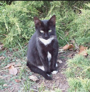 Parasitología: Amphimerus: Gato huésped intermediario