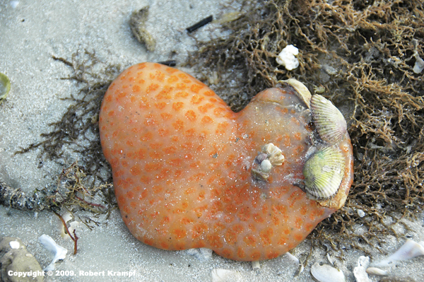 Mound House Happenings...: "Creature Features" #1 - #11