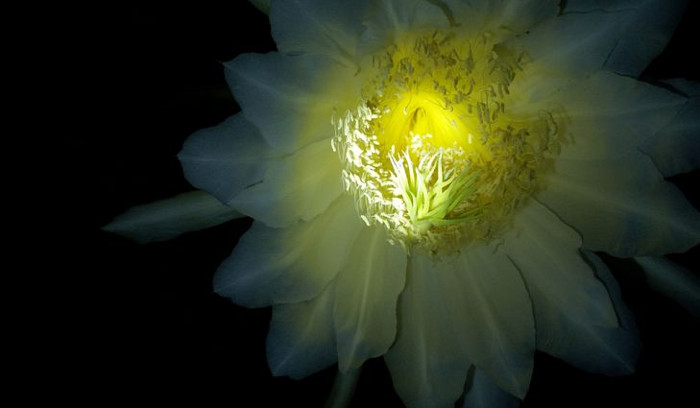 √ Bunga-bunga Paling Langka Di Dunia - terimakasih.eu.org