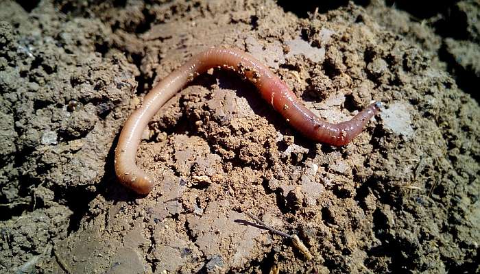 Apakah Cacing Punya Mata dan Telinga? | Belajar Sampai Mati