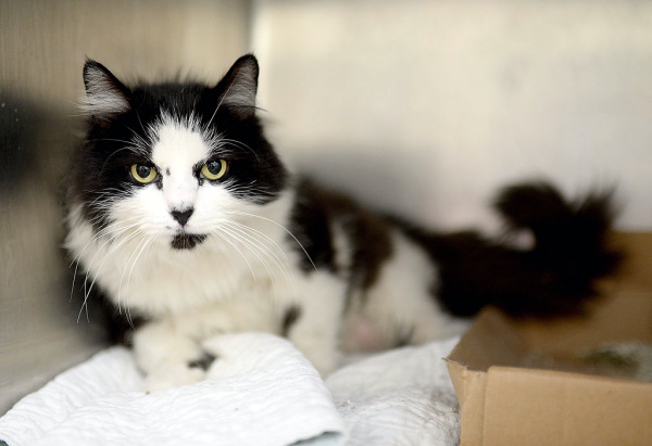 Comprendre le langage corporel du chat - optima4u