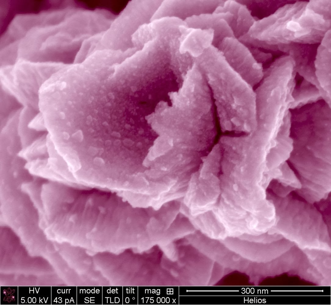 Through Picture: Mind-Blowing Electron Microscopy