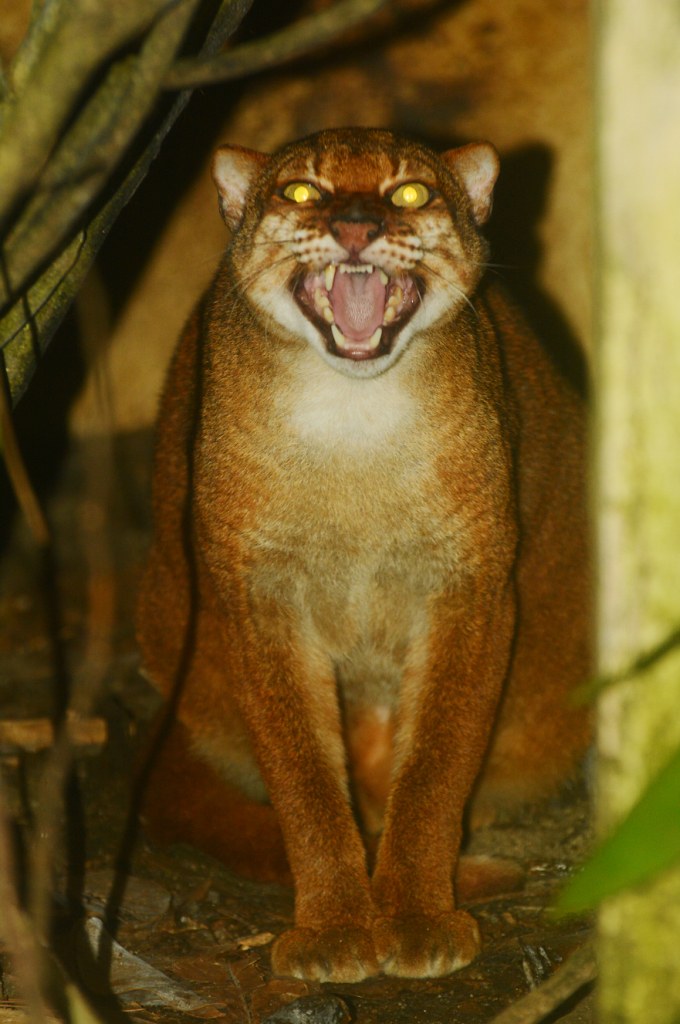 Gato da Baía de Bornéu (Catopuma badia)