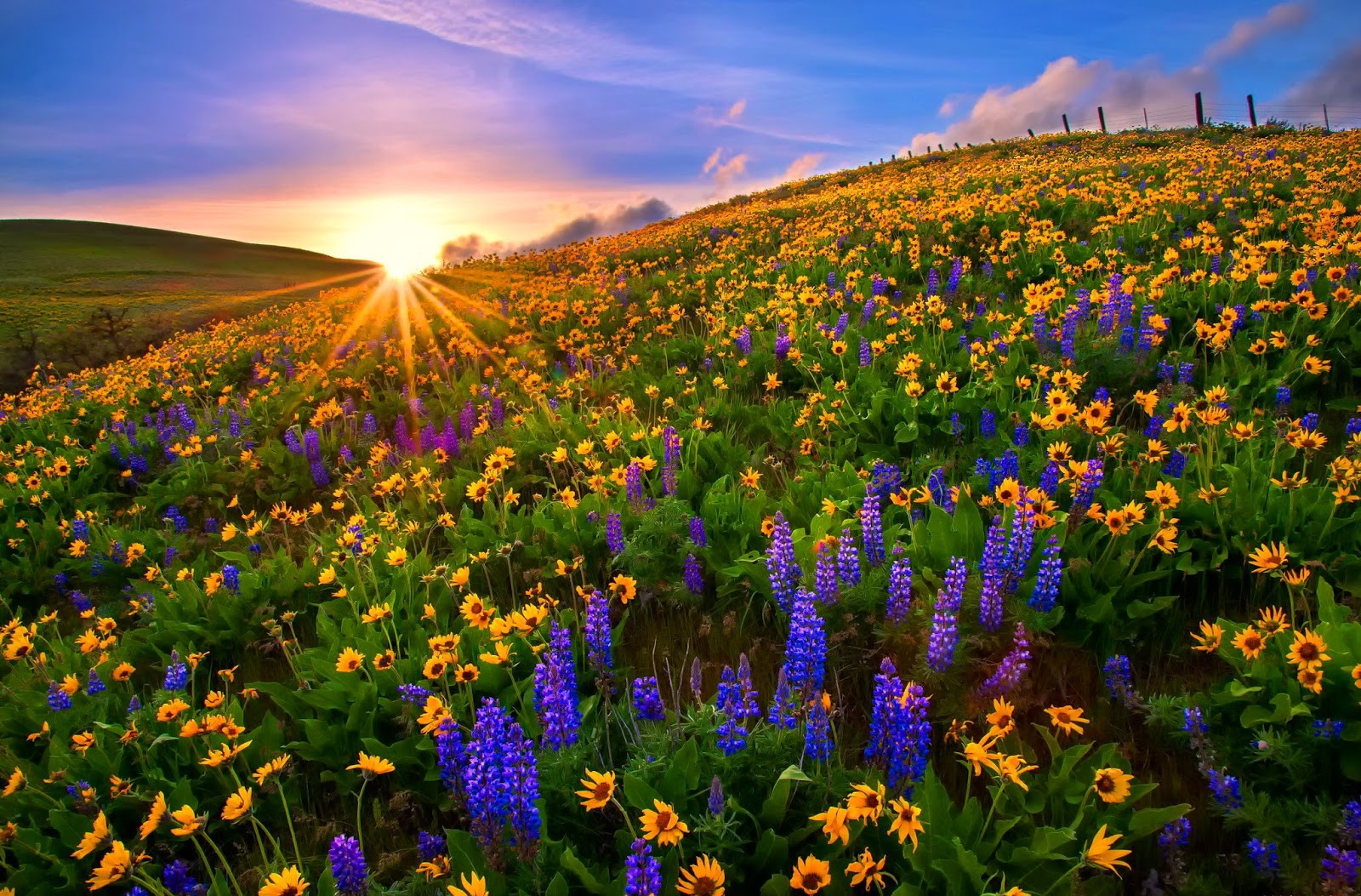 C'est parti mon kiki ! Faites le plein d'énergie positive: Flower power