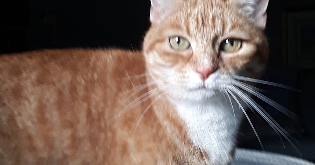 Pat's Cats: Retrospective: When We Were Kittens