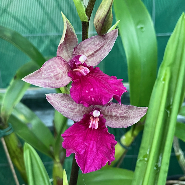 Rustnstuff: Brilliance of orchids and other bits