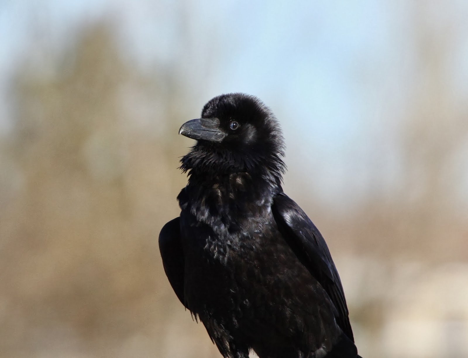 Roger's Birding Adventures: Interesting Common Raven behavior, plus ...