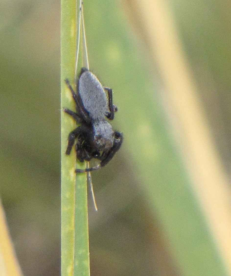Bug Eric: Spider Sunday: Phidippus octopunctatus