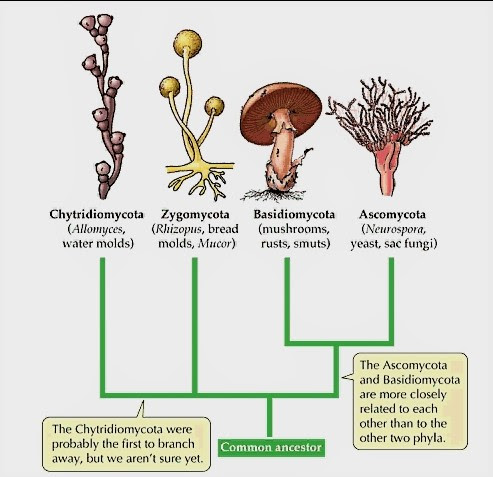 An Overview of the Phylogenetic Classification of the Fungi With ...