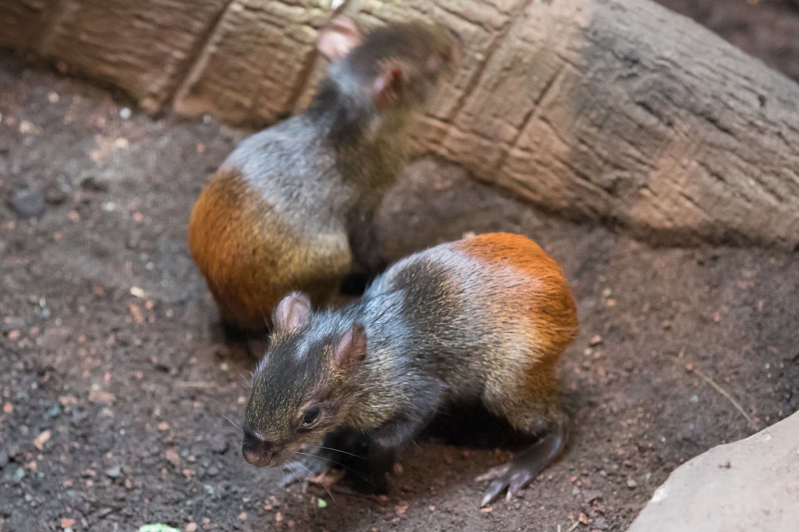 Birth announcement: Agouti pups rhymes with cutie pups!
