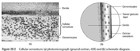 cementum 1 (cemento-enamel junction) l Oral histology & biology MCQs ...