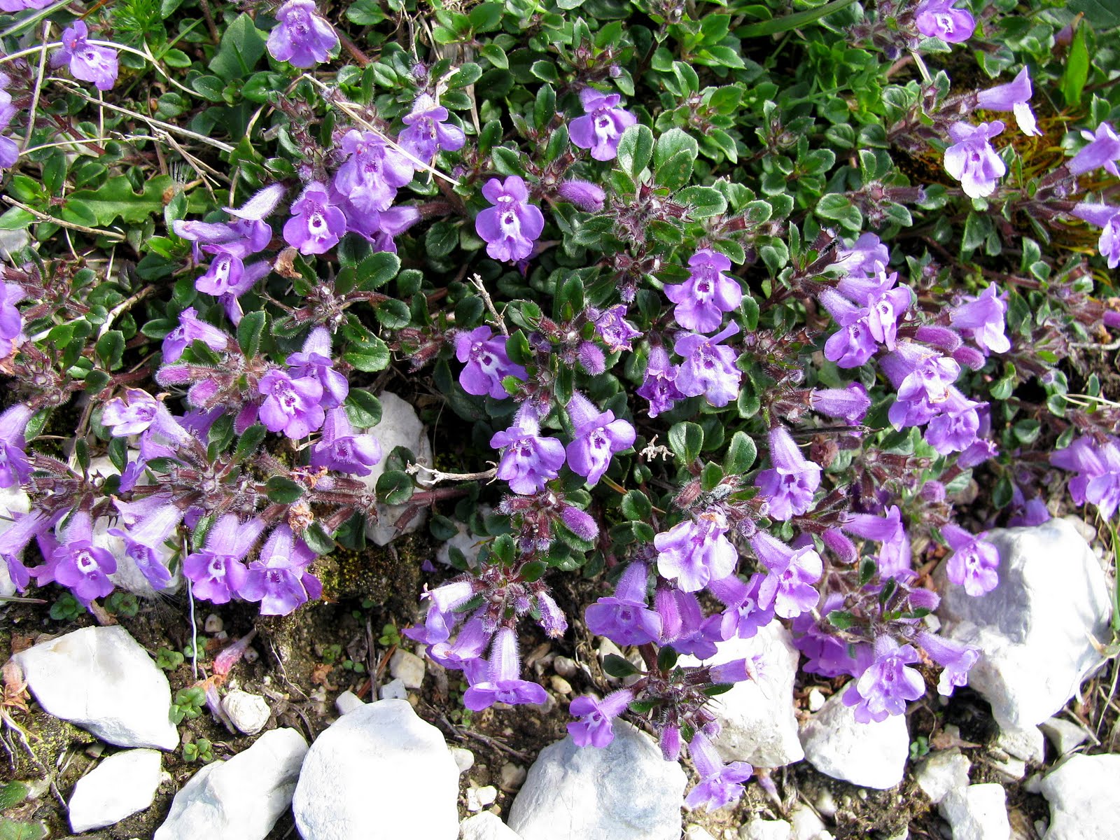 betima-photos: Modrina na planini