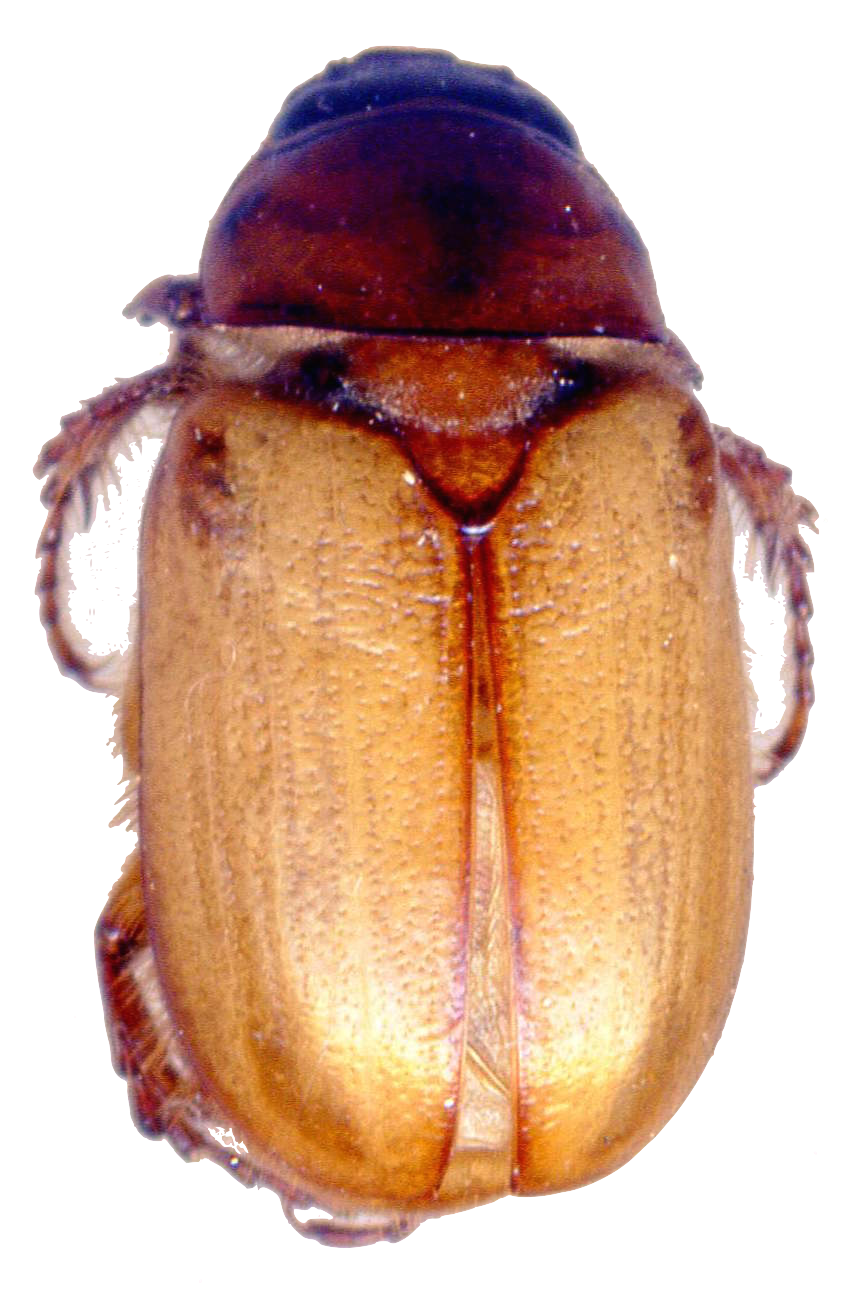 虫頭: コガネカブト（Cyclocephala longula）Masked Chafer