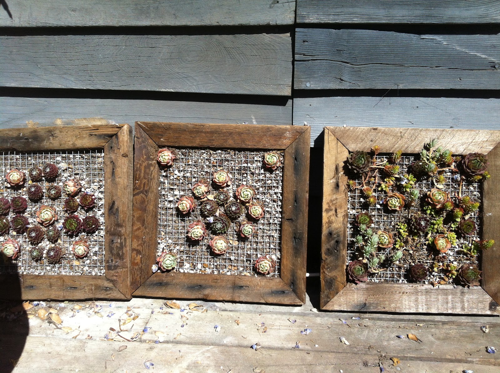 rodsatt: Succulent Frames