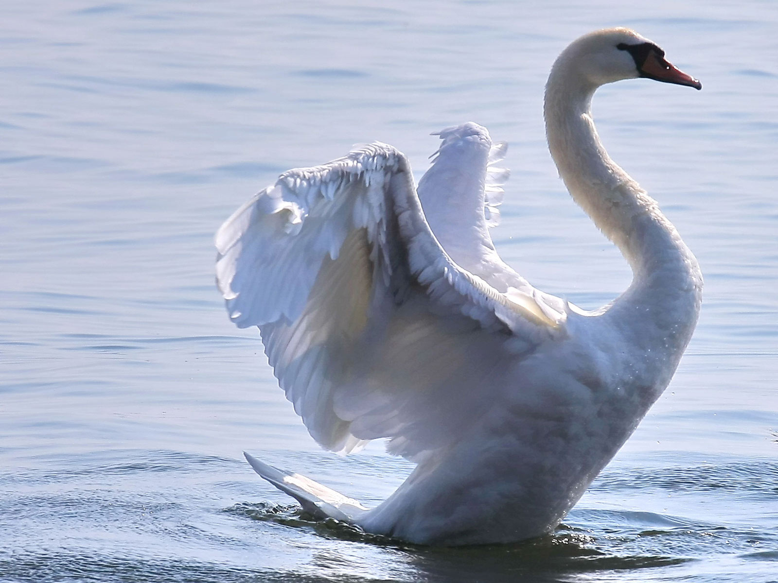 Swan - HD Wallpapers | Earth Blog