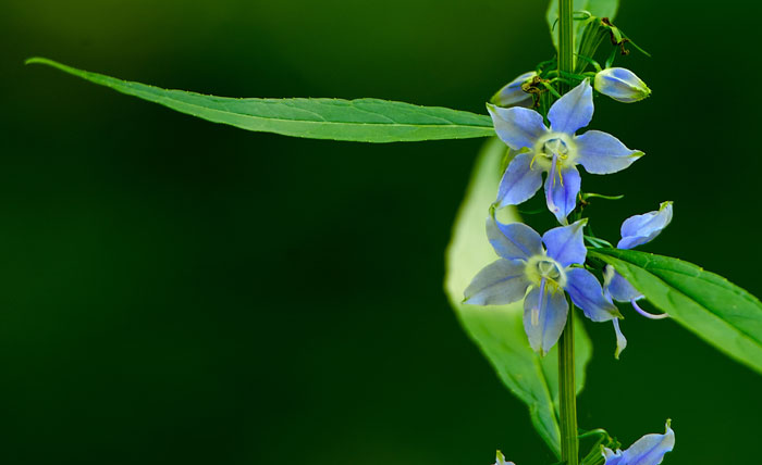Red and the Peanut: Tall Bellflower (Campanula americana)