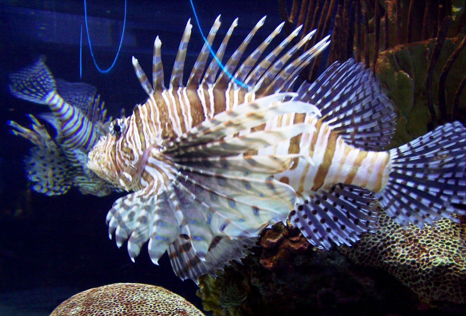 ZooZooReview: The National Aquarium