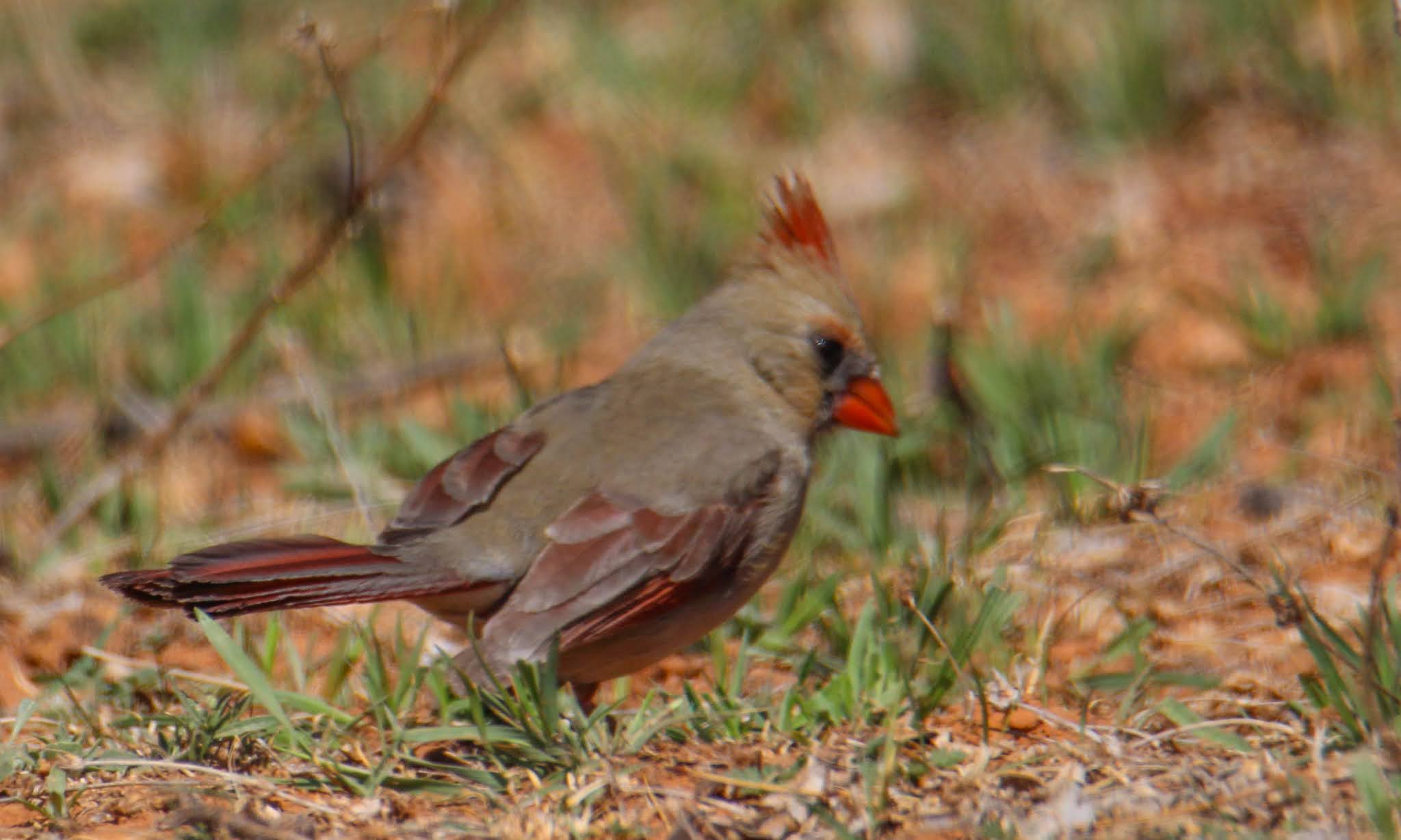 Cannundrums: Northern Cardinal - Texas