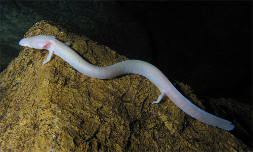 Olm, Si Buta dari Gua Balkan | Republik Eusosialis Tawon