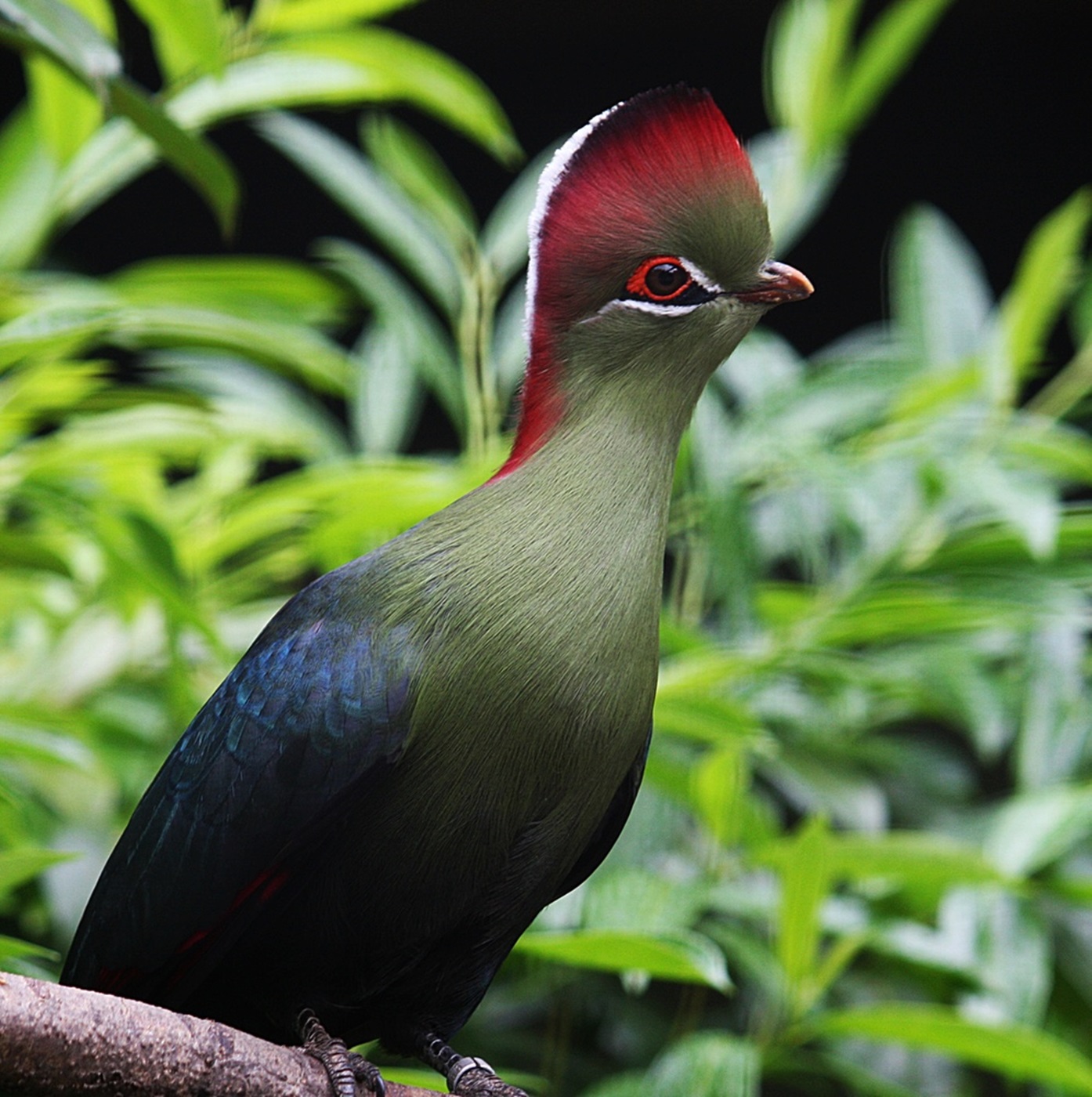 Blog do Edu Ambiental: Turaco