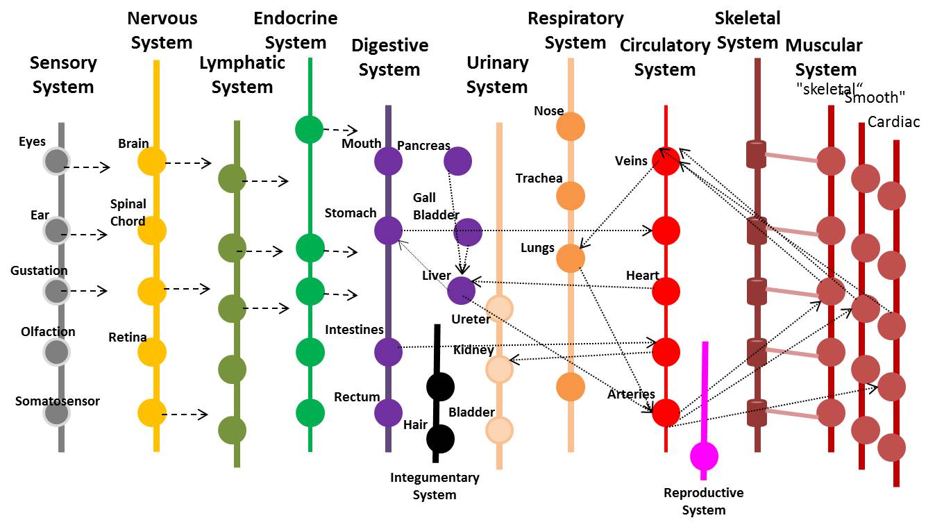 IdeaSagar: Hierarchical Engineering Model of the Human Body [1]