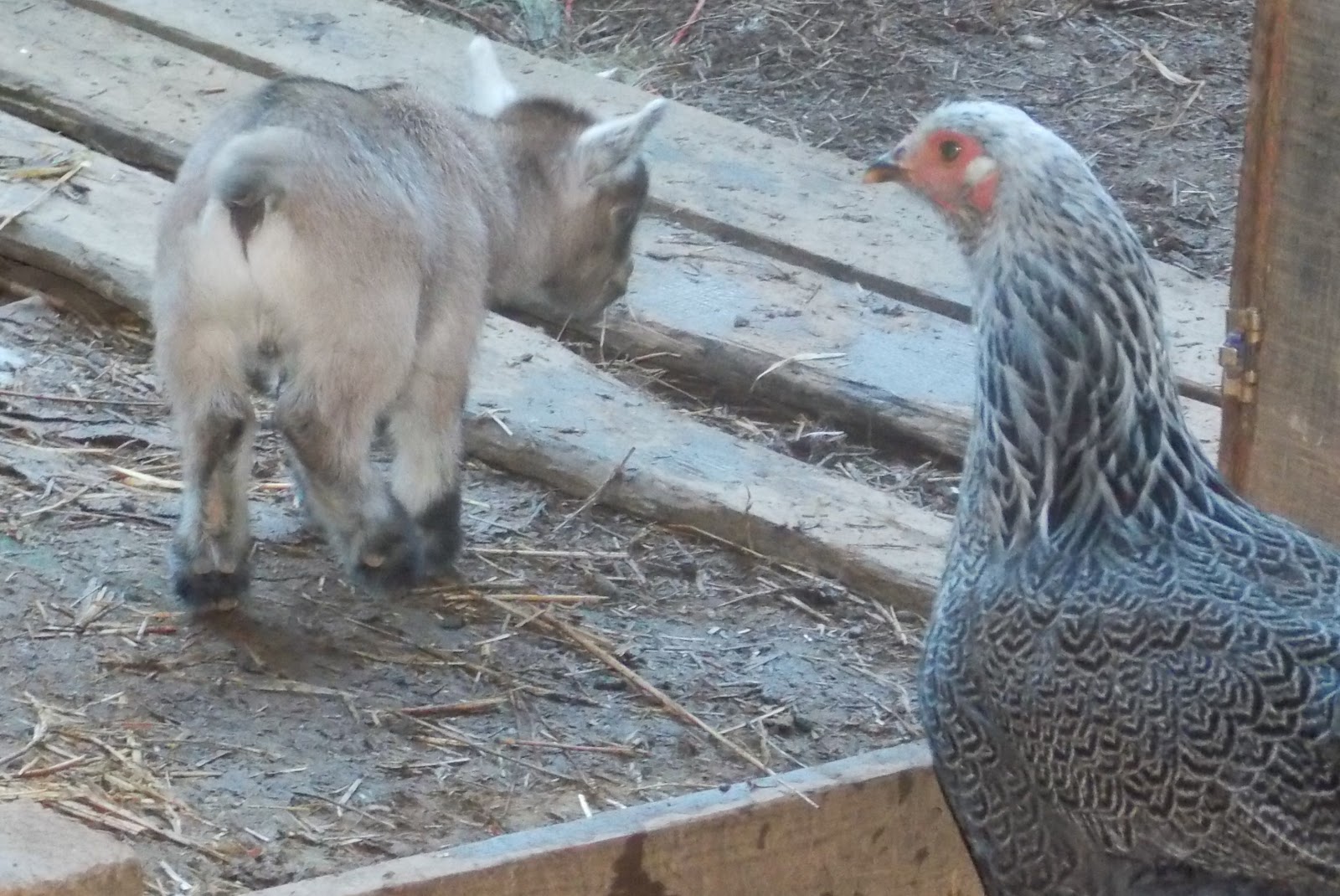 Family Best: We have new baby goats! Yay!