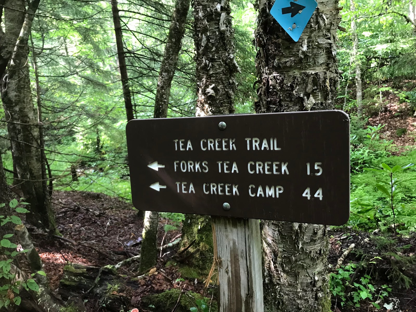 Wandering Virginia: Tea Creek Trails, WV, July 26, 2019