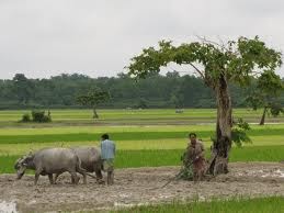 Geography: Wet rice cultivation