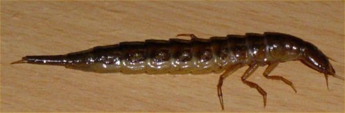 Predaceous Diving Beetle Larvae