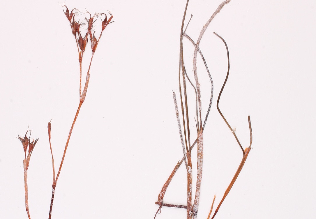 PLANT FAMILIES OF PUERTO RICO AND FLORIDA PAPO VIVES: CYMODOCEACEAE ...