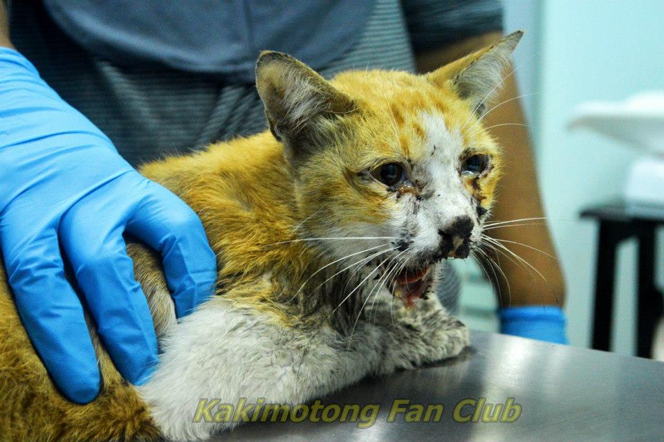 Kisah Si Jamek, Seekor Kucing Malang Yang Telah Didera Sehingga Patah ...