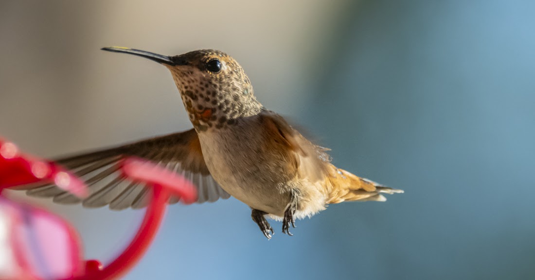Blue Heron Blast: Colibrí