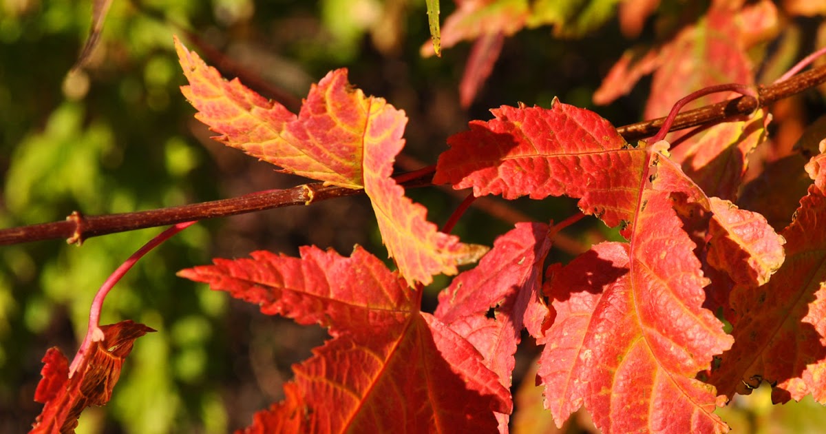 This Grandmother's Garden: The Mystery of Autumn... The Facts May Just ...
