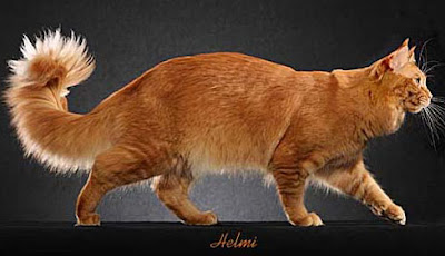 Red Maine Coon Cat