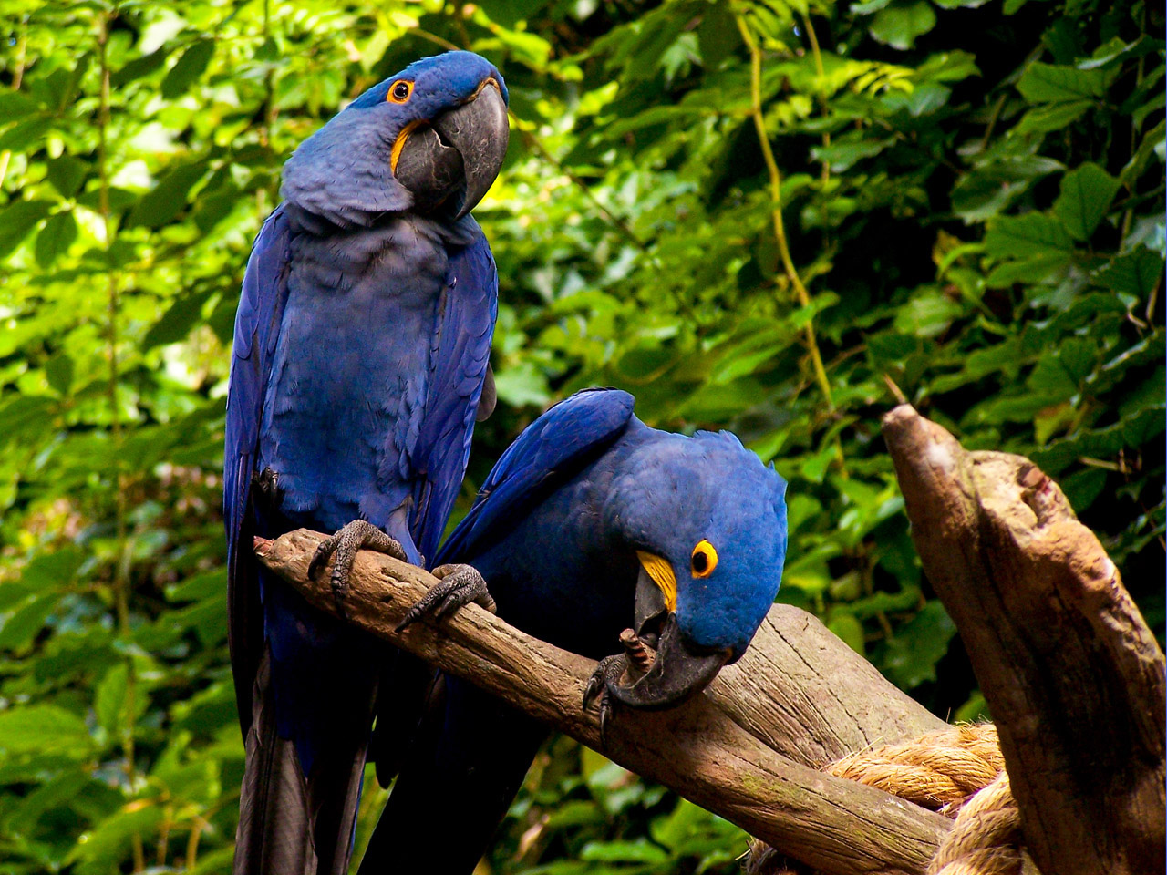 Macaw Parrot Wallpapers | Animals Library