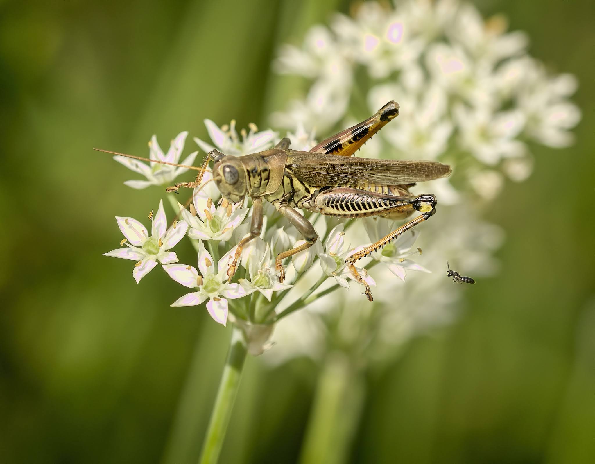 Laura Goggin Photography: A few more lively summer insects