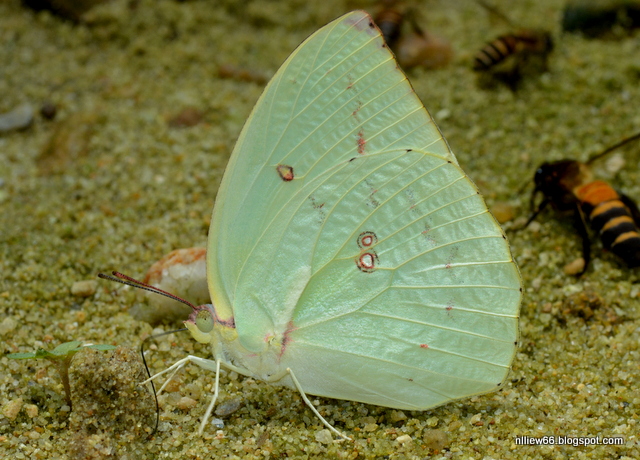 The Forested Path (and Beyond): BUTTERFLIES of RAUB: The Lemon Emigrant ...