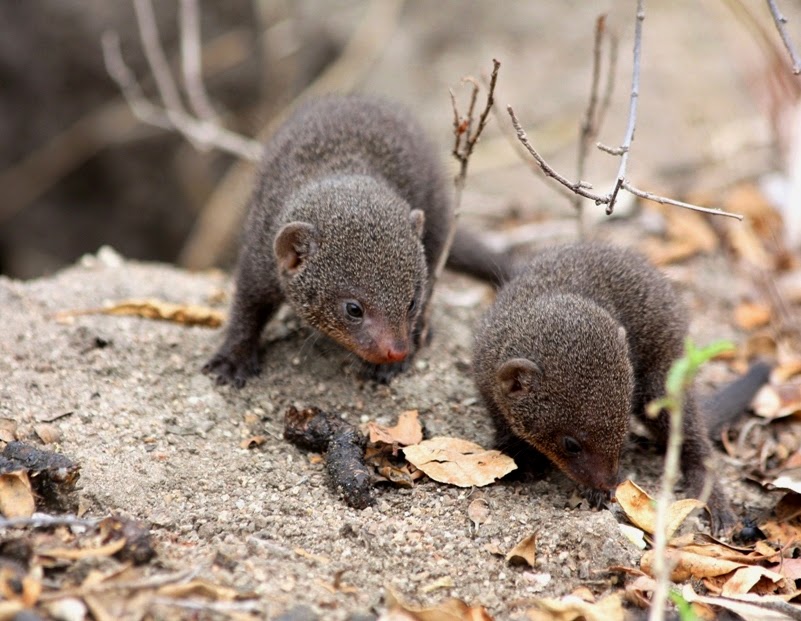 mainly mongoose