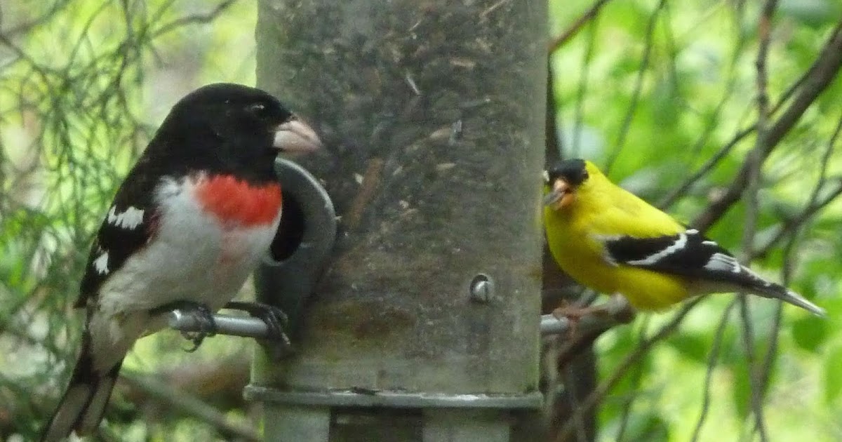 Springfield Plateau: Bird Fallout